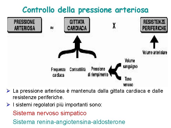 Basi farmacologiche della terapia dellipertensione An elevated arterial