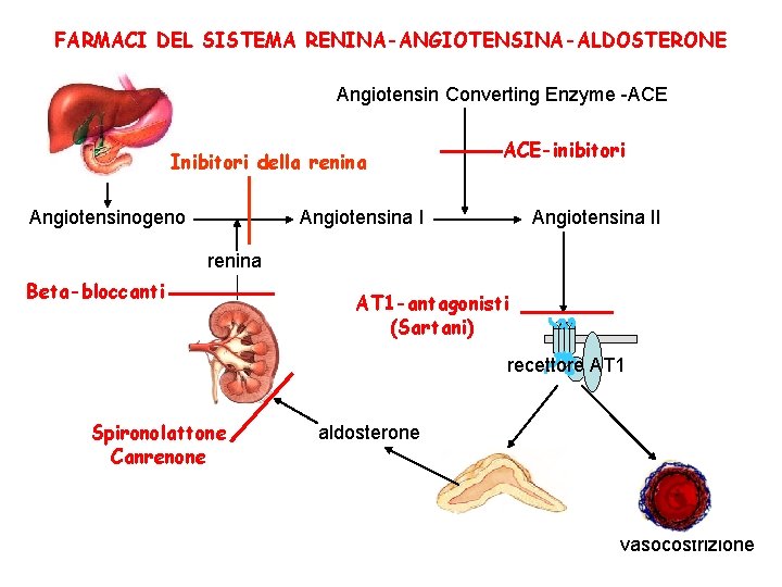 Basi farmacologiche della terapia dellipertensione An elevated arterial