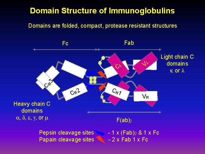 Humoral Immunity Immunoglobulin Structure and Function Dr Adel