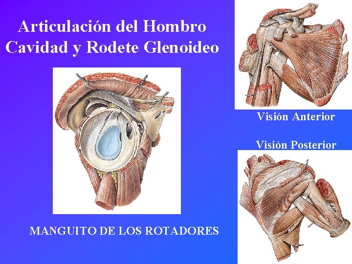 Tema 3 3 MIEMBRO SUPERIOR MSCULOS y MOVIMIENTOS