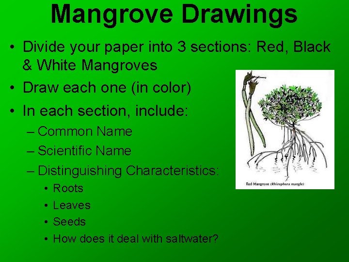 2 Mangrove Drawings Divide your paper into 3
