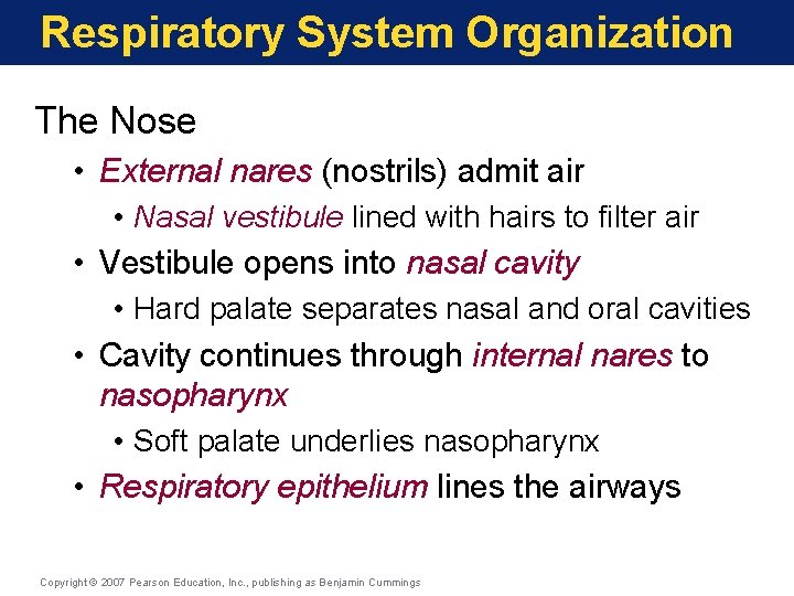 Essentials of Anatomy Physiology 4 th Edition Martini