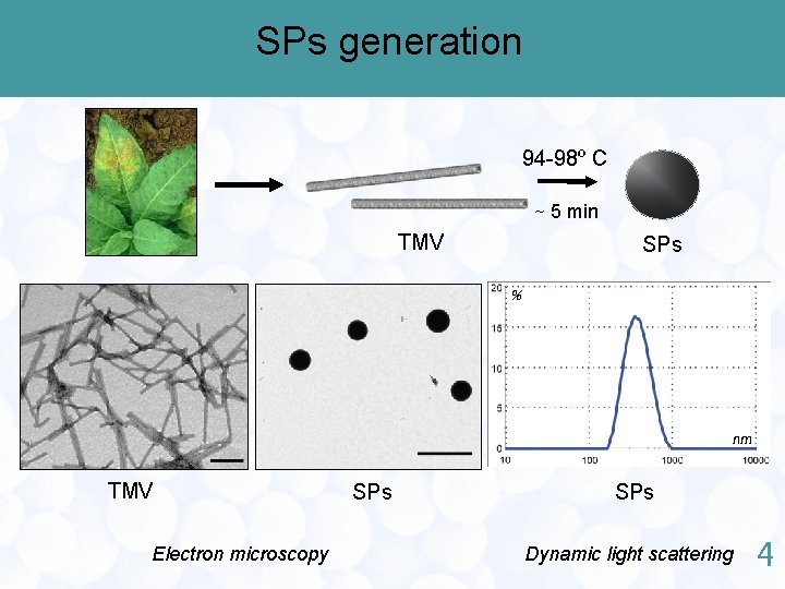 Lomonosov Moscow State University Biology Faculty Department of