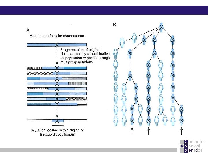 Chapter 10 Human Gene Mapping and Disease Gene