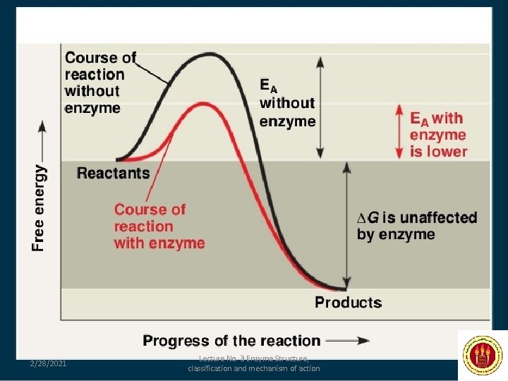 Enzyme Structure Classification and Mechanism of Action DR