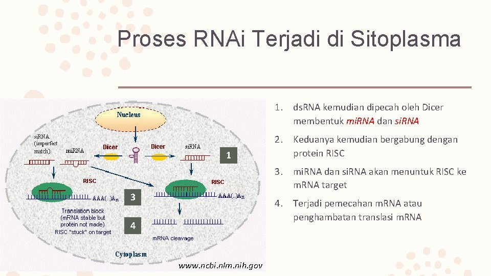 Pertemuan 4 RNA Interference RNAi Dr Henny Saraswati