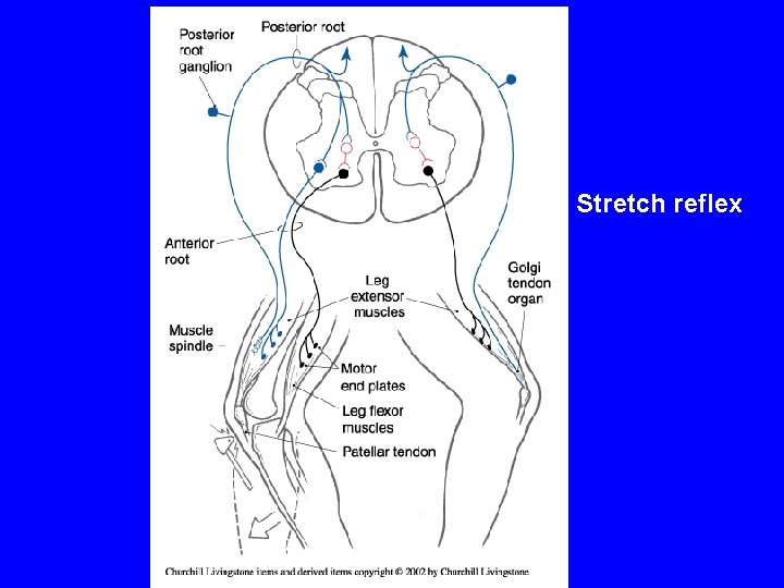 Motor System Reflexes Pyramidal Tract and Basal Ganglia