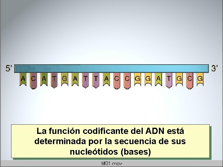 Estructura y funcin del ADN Qu es un