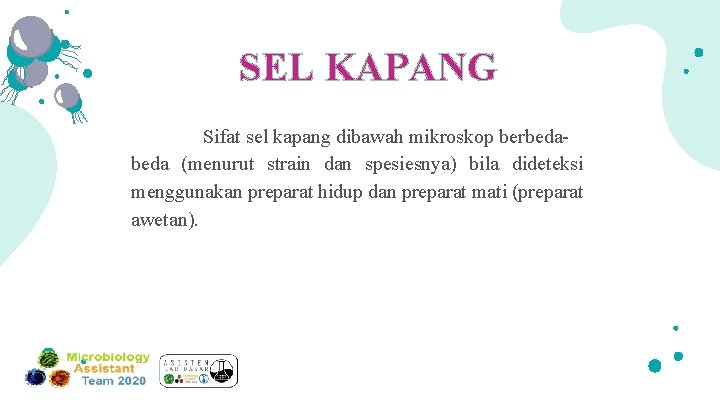 KAPANG DAN KHAMIR SEL KAPANG Sifat sel kapang