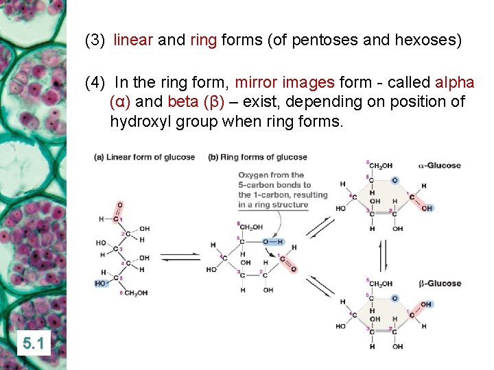 Chapter 5 Carbohydrates 5 1 SUGARS AS MONOMERS