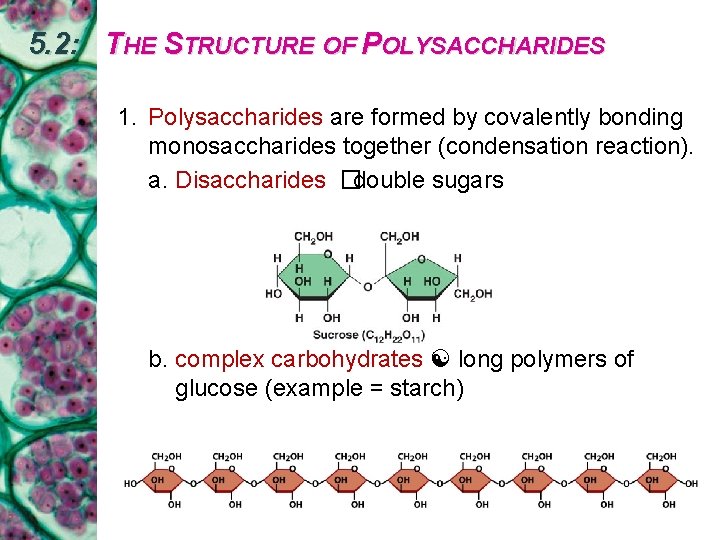Chapter 5 Carbohydrates 5 1 SUGARS AS MONOMERS