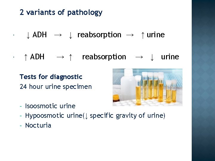 Renal Pathophysiology Briefly kidney anatomy physiology and function
