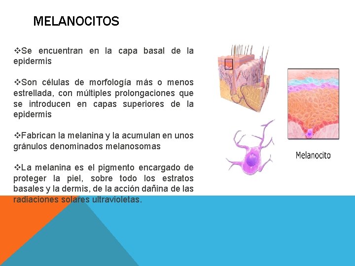 LA ANATOMA FISIOLOGA Y SINGULARIDADES DE LA PIEL