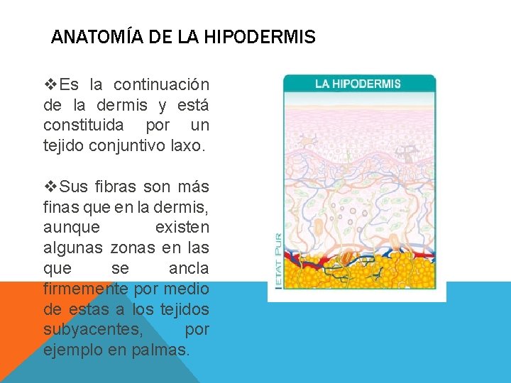 LA ANATOMA FISIOLOGA Y SINGULARIDADES DE LA PIEL