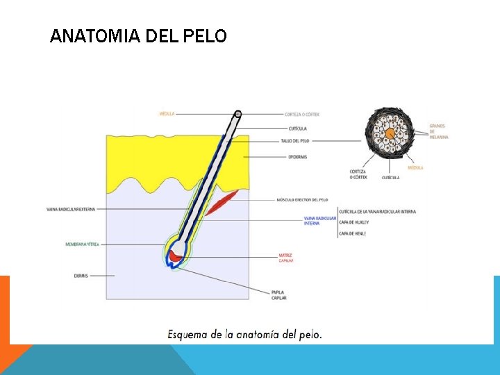 LA ANATOMA FISIOLOGA Y SINGULARIDADES DE LA PIEL