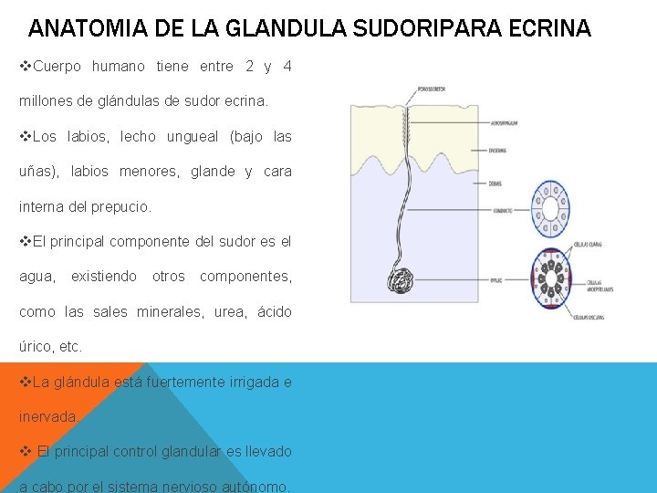 LA ANATOMA FISIOLOGA Y SINGULARIDADES DE LA PIEL