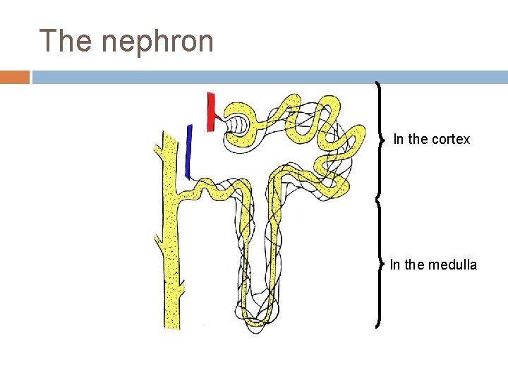 THE KIDNEY Organ of osmoregulation and excretion The