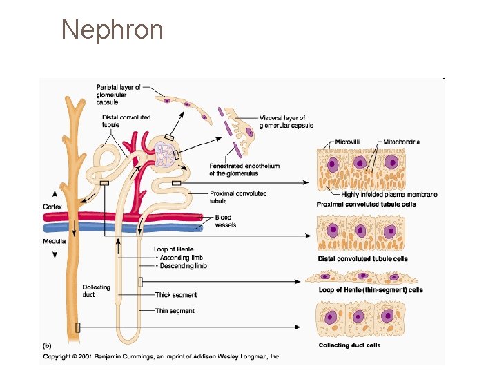 THE KIDNEY Organ of osmoregulation and excretion The