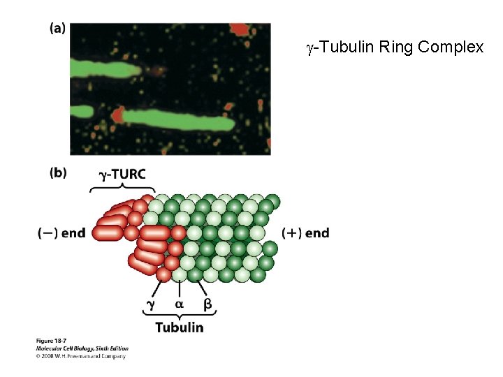 Lecture 24 Tubulin and Microtubule dynamics MW 55000