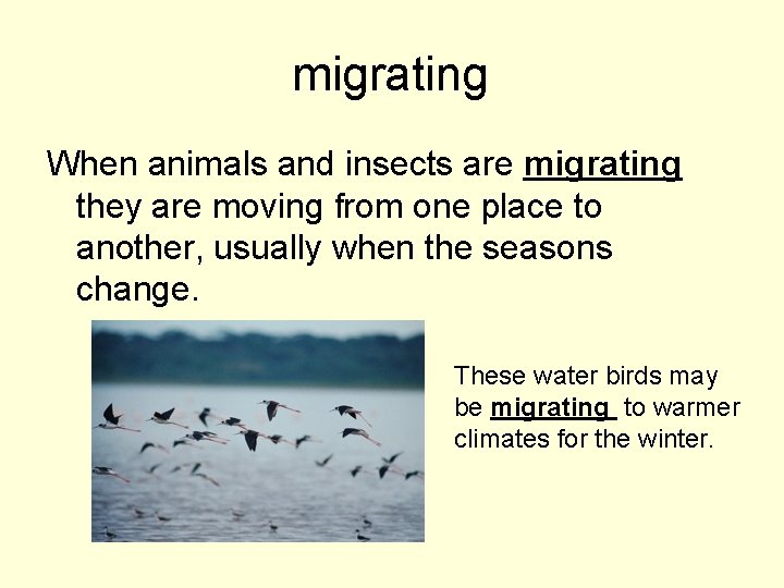 Unit 2 City Wildlife City Critters Vocabulary Game