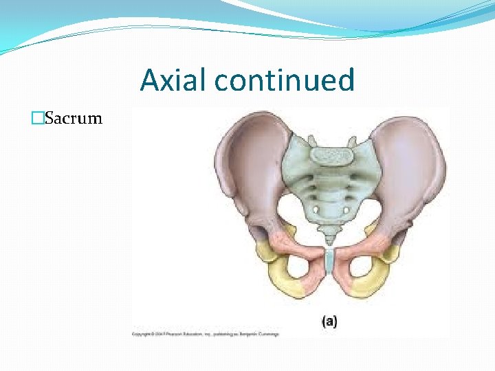 Skeletal System Opener How do you maintain strong