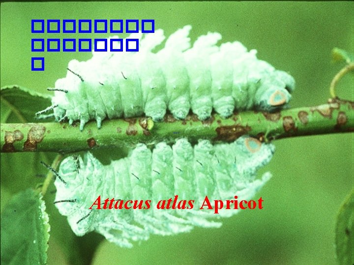 Acrididae strawberry spineside grasshopper Orthoptera Acrididae Actias sp