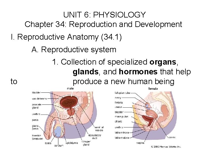 UNIT 6 PHYSIOLOGY Chapter 34 Reproduction and Development