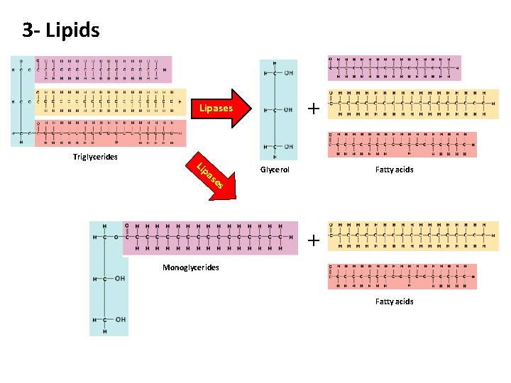 Lab 8 The Digestive System 1 Digestion has
