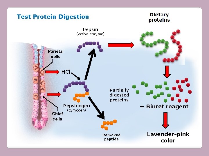 Lab 8 The Digestive System 1 Digestion has