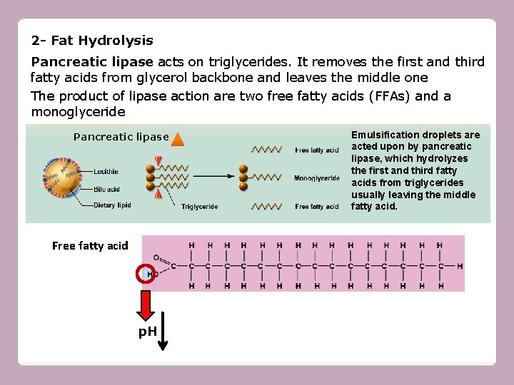 Lab 8 The Digestive System 1 Digestion has