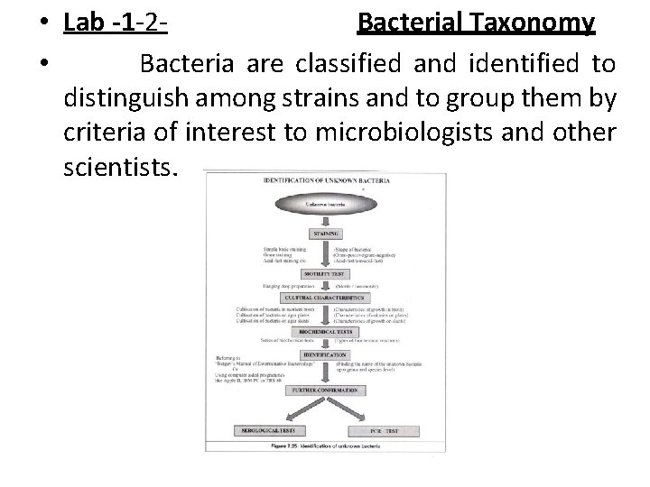 Lab 1 2 Bacterial Taxonomy Bacteria are classified