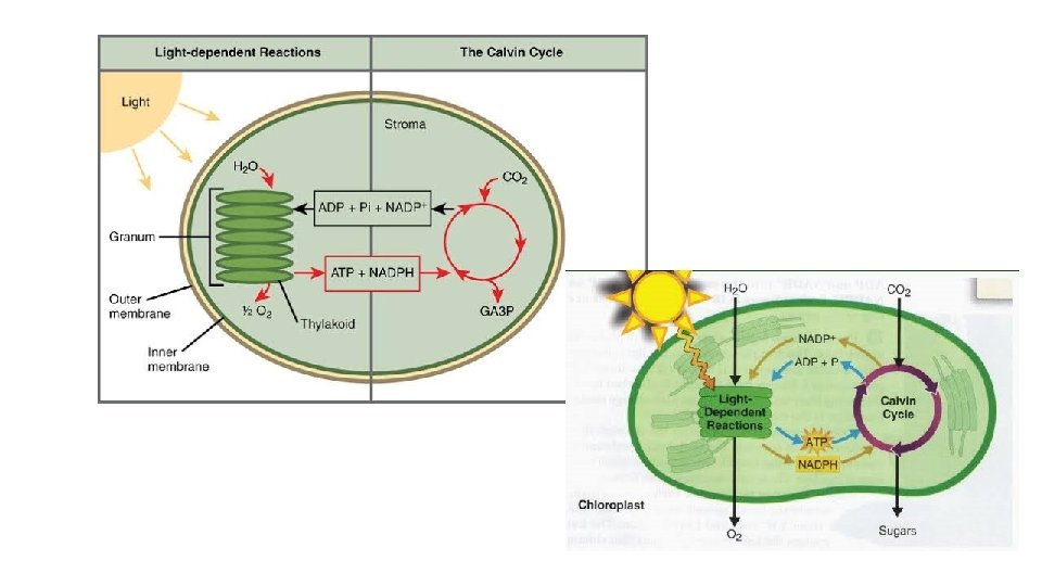 Chloroplast ultra structure and the mechanism of photosynthesis