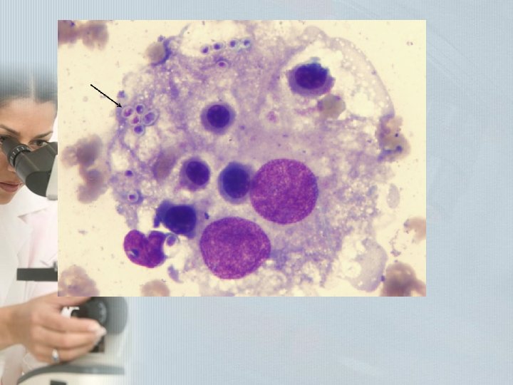 Cytological Examination Part II Clinical Pathology Microscopic Evaluation