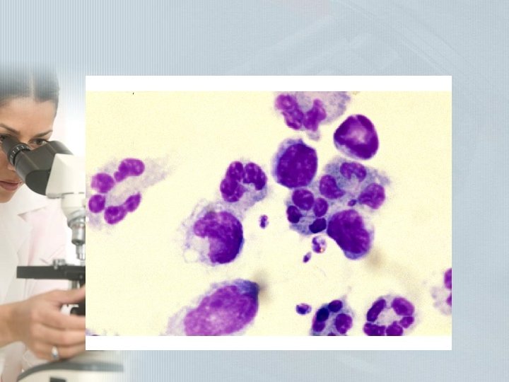 Cytological Examination Part II Clinical Pathology Microscopic Evaluation