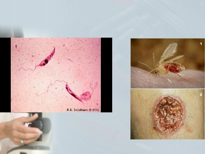Cytological Examination Part II Clinical Pathology Microscopic Evaluation