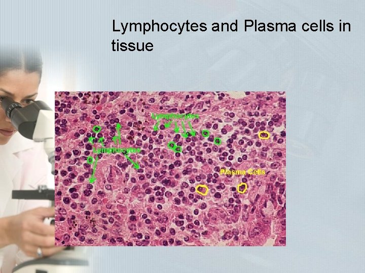 Cytological Examination Part II Clinical Pathology Microscopic Evaluation