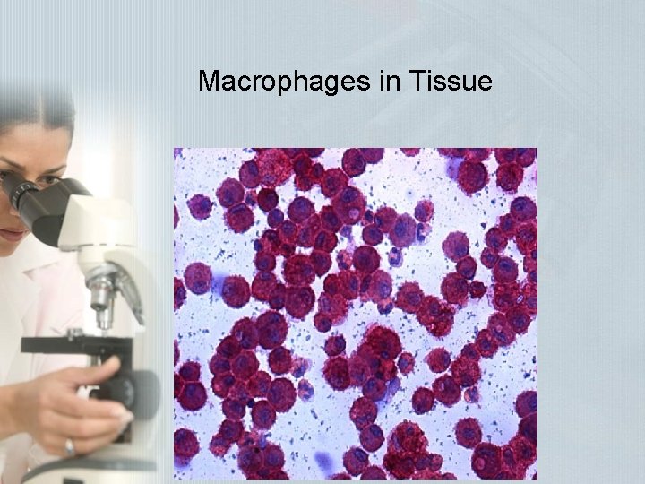 Cytological Examination Part II Clinical Pathology Microscopic Evaluation