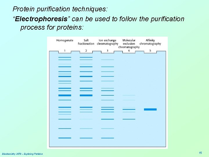 Biochemistry 3070 Exploring Proteins 1 Every living cell