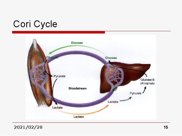 Digestion Absorption and Metabolism of Carbohydrate Dr Ir
