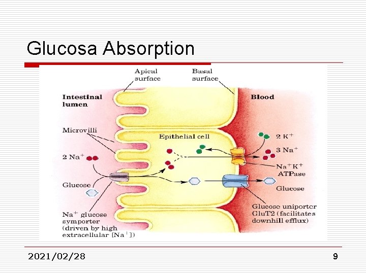 Digestion Absorption and Metabolism of Carbohydrate Dr Ir