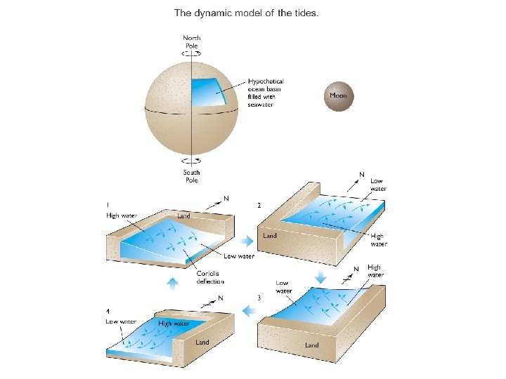 Animation of Tidal Elevations in the Pacific Tides
