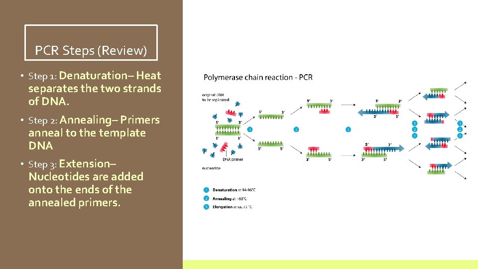 GMO Detection Lab Day 1 DNA extraction and