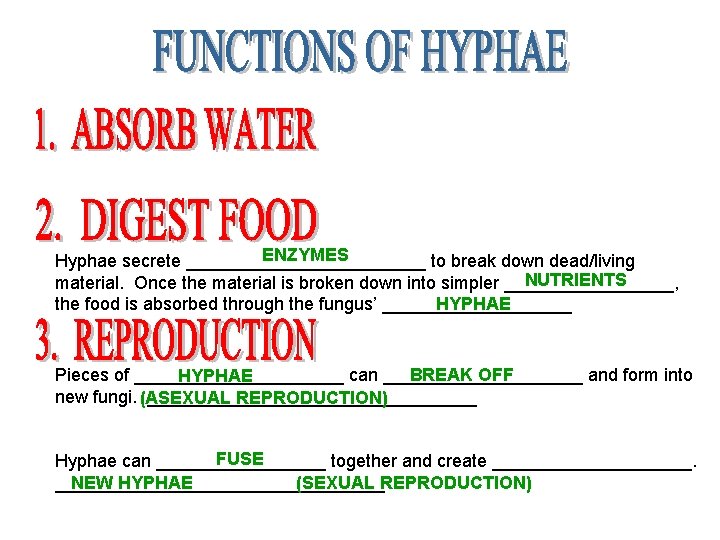 1 Describe how fungi use hyphae to obtain