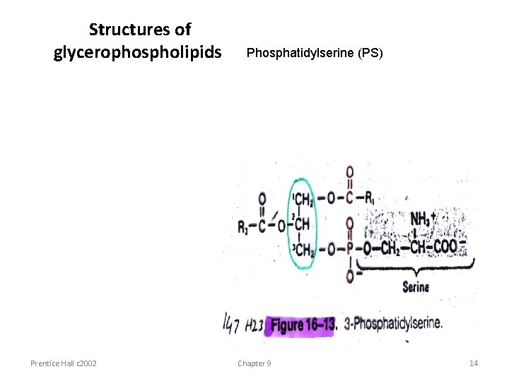 LIPIDS BIOCHEMISTRY Lipids of physiological significane Harper Lipids