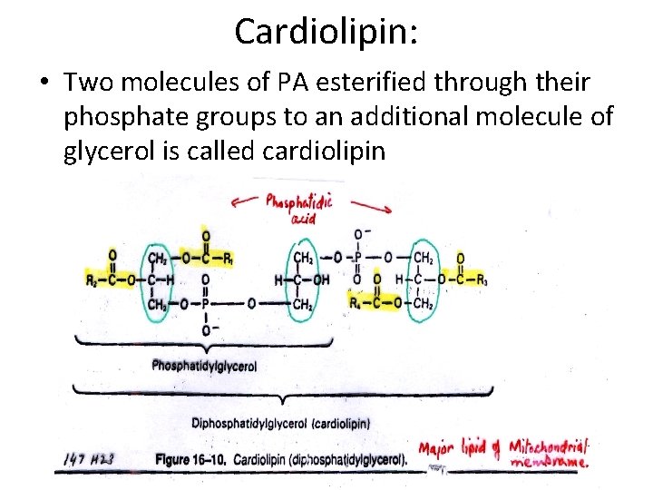 LIPIDS BIOCHEMISTRY Lipids of physiological significane Harper Lipids