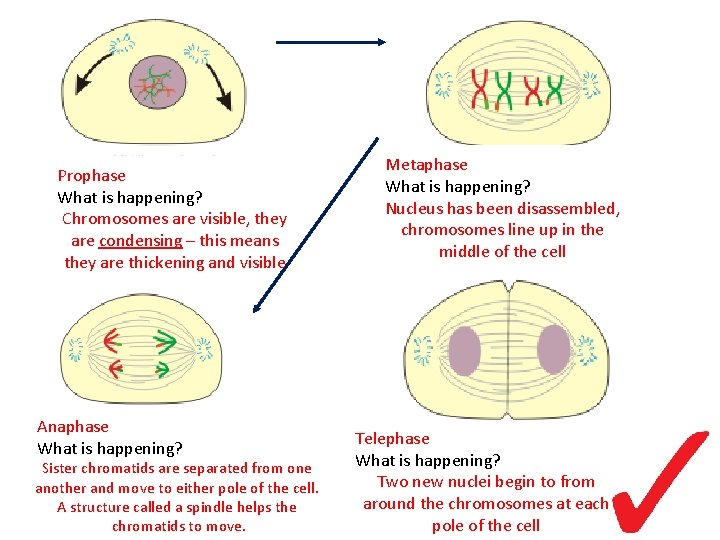 Mitosis Do now activity 1 What would we