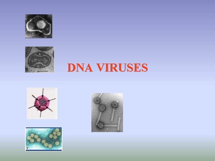 DNA VIRUSES DNA genome replication strategies similar in