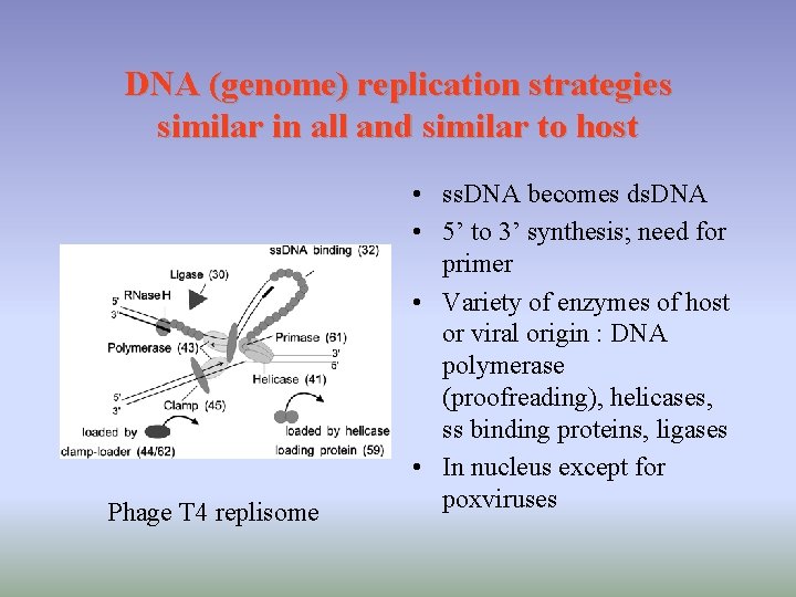 DNA VIRUSES DNA genome replication strategies similar in