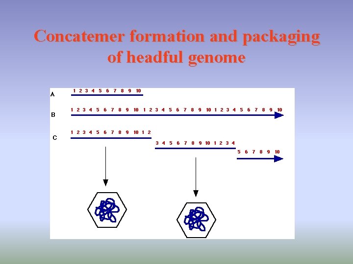 DNA VIRUSES DNA genome replication strategies similar in