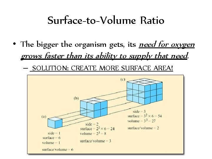 Chapter 42 Circulation and Gas Exchange Concept 42
